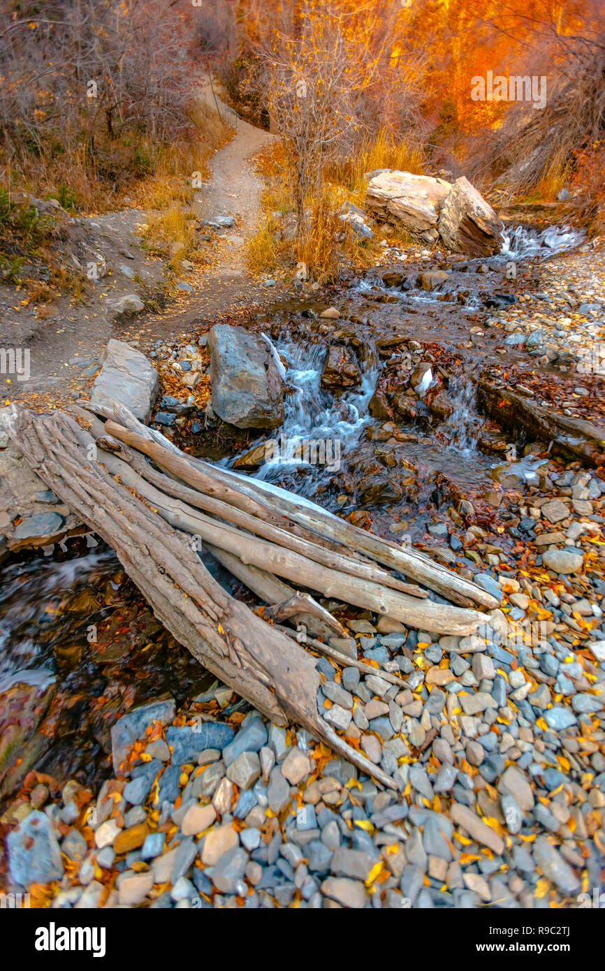 Bridge over creek made from tree over water Stock Photo - Alamy