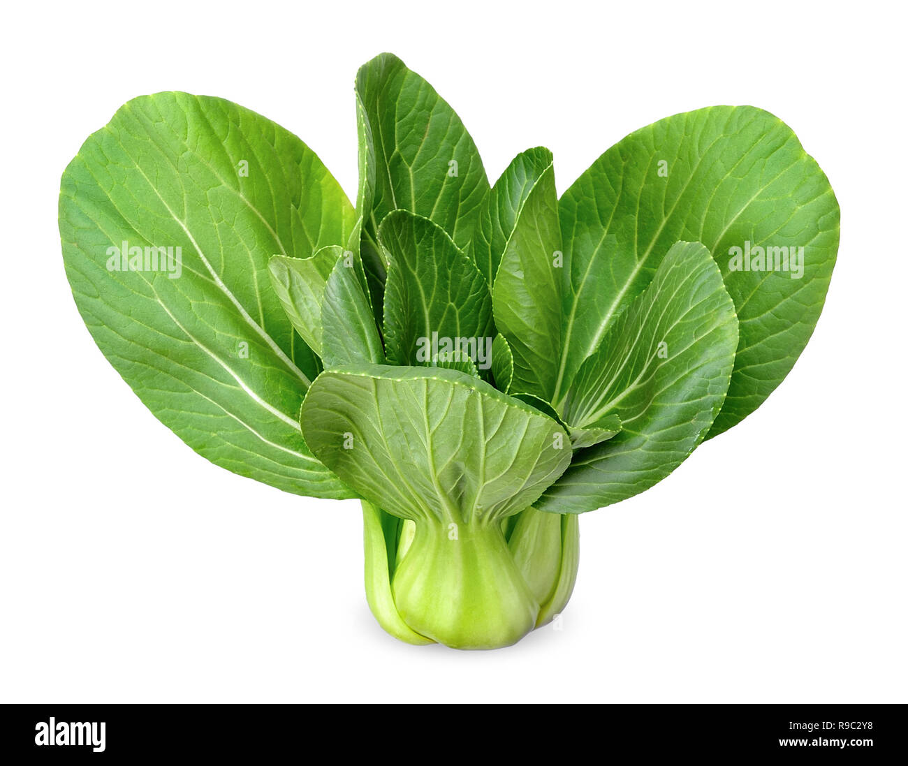 Bok choy vegetable isolated with clipping path Stock Photo - Alamy