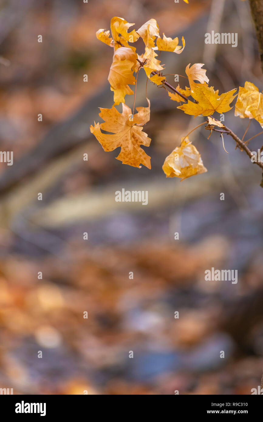 Group of fall leaves with copy space below Stock Photo - Alamy