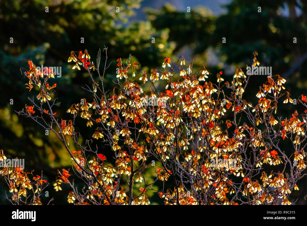 Leaves illuminated by late day sun in fall Stock Photo - Alamy