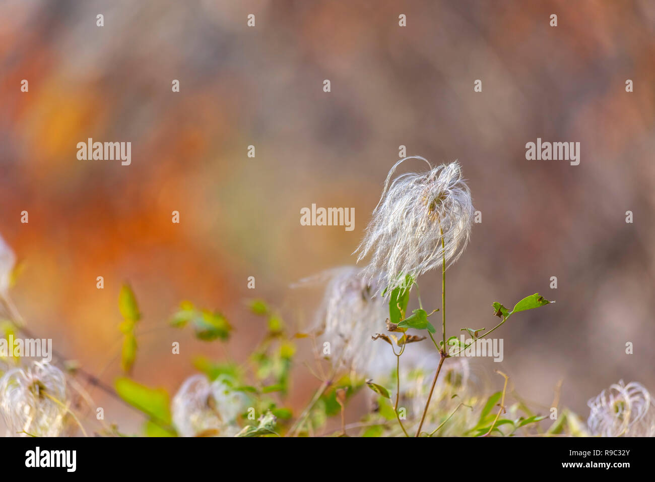 Puff ball flowers are at bottom with copy space Stock Photo - Alamy