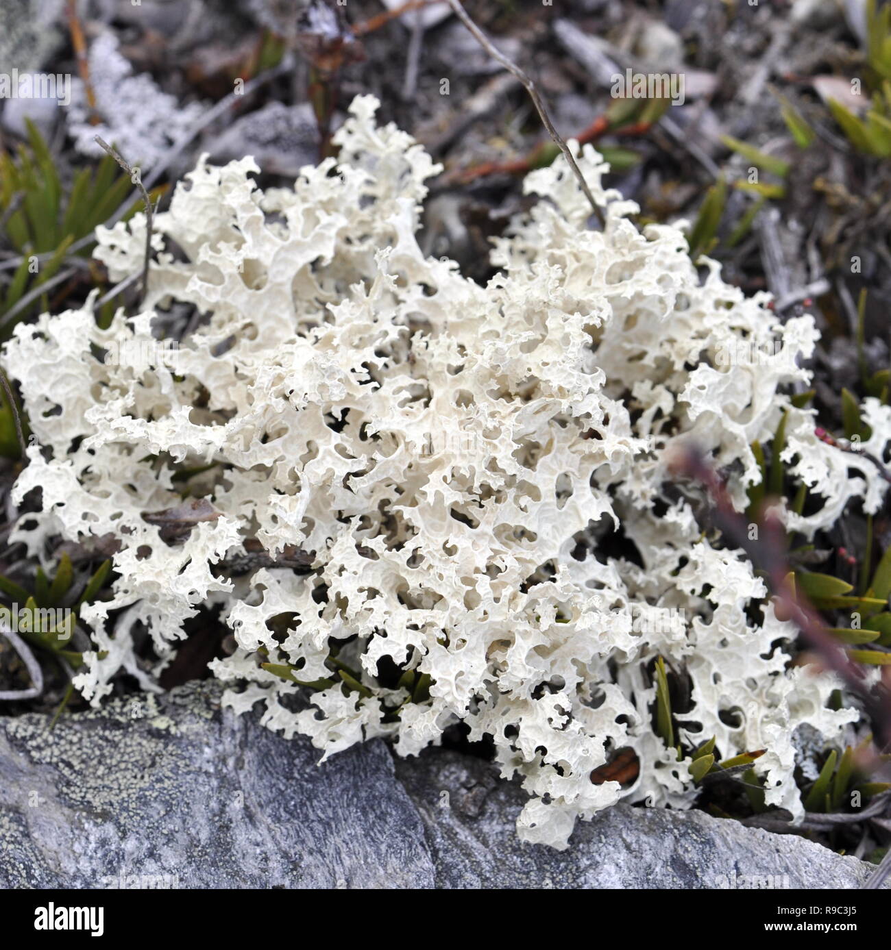 Lichen nivalis hi-res stock photography and images - Alamy