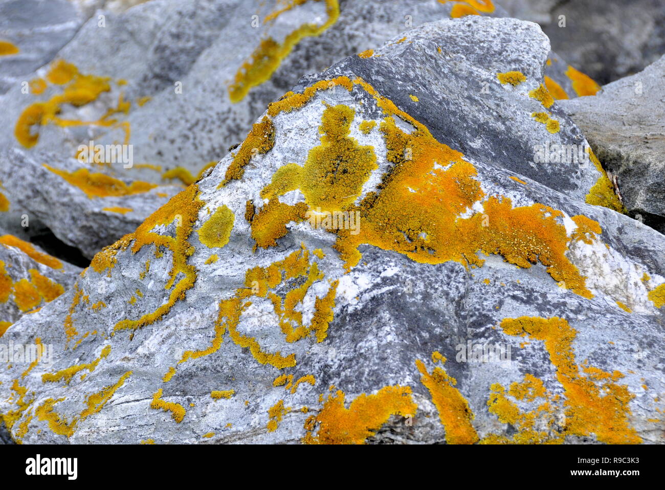 Bright orange lichen on rock hi-res stock photography and images - Alamy