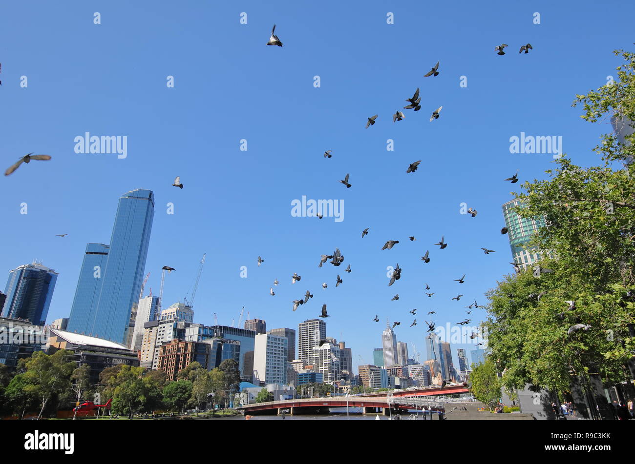 Cityscape pigeon Melbourne Australia Stock Photo - Alamy