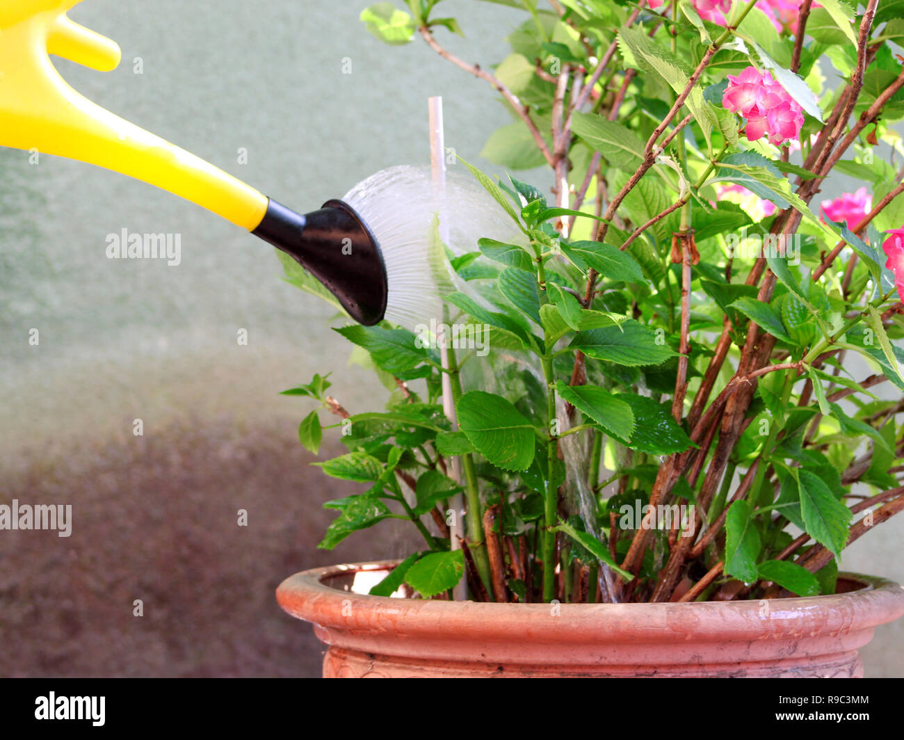 Watering flowers in the garden with a yellow watering can. Close up on ...