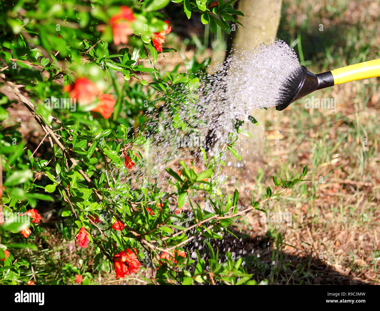Watering flowers in the garden with a yellow watering can. Close up on ...