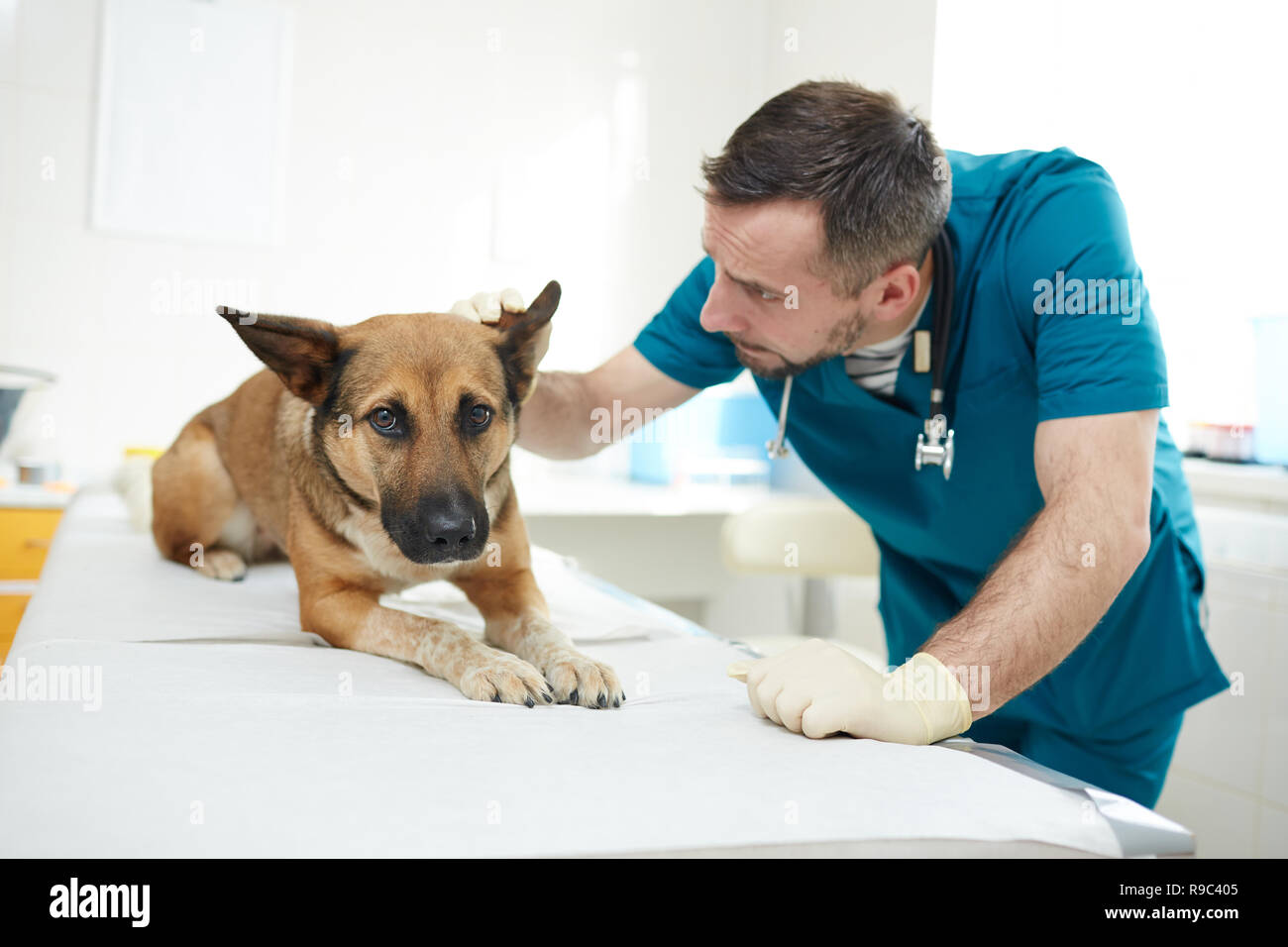 Check dog ear hi-res stock photography and images - Alamy