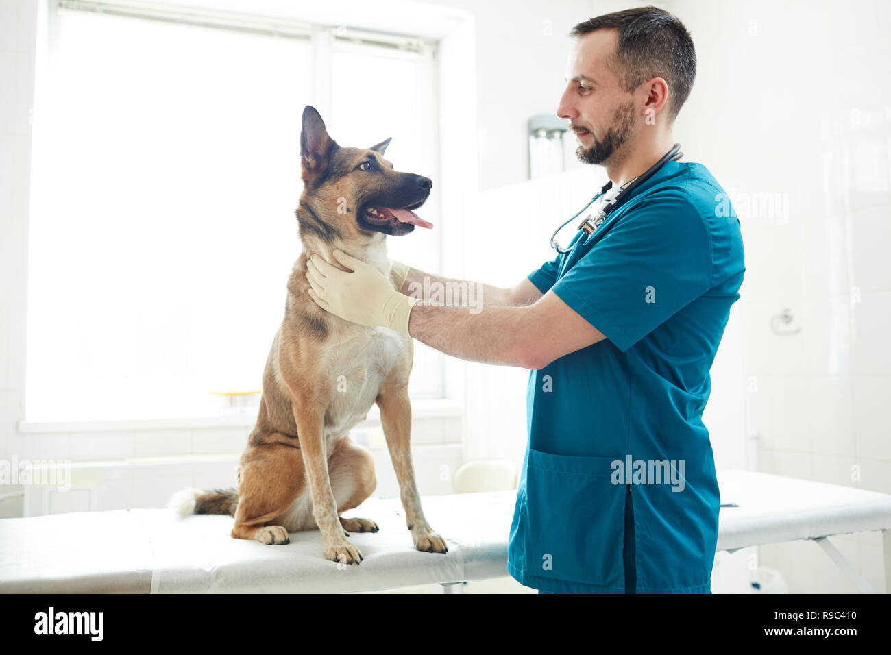 Calming pet hi-res stock photography and images - Alamy