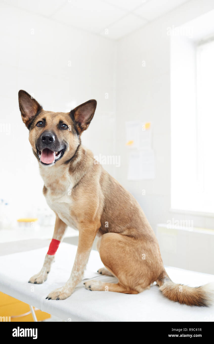 Dog medical examination hi-res stock photography and images - Alamy