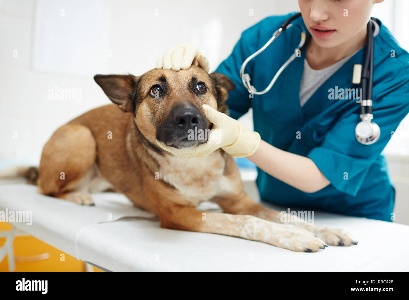 Check-up of dog Stock Photo - Alamy