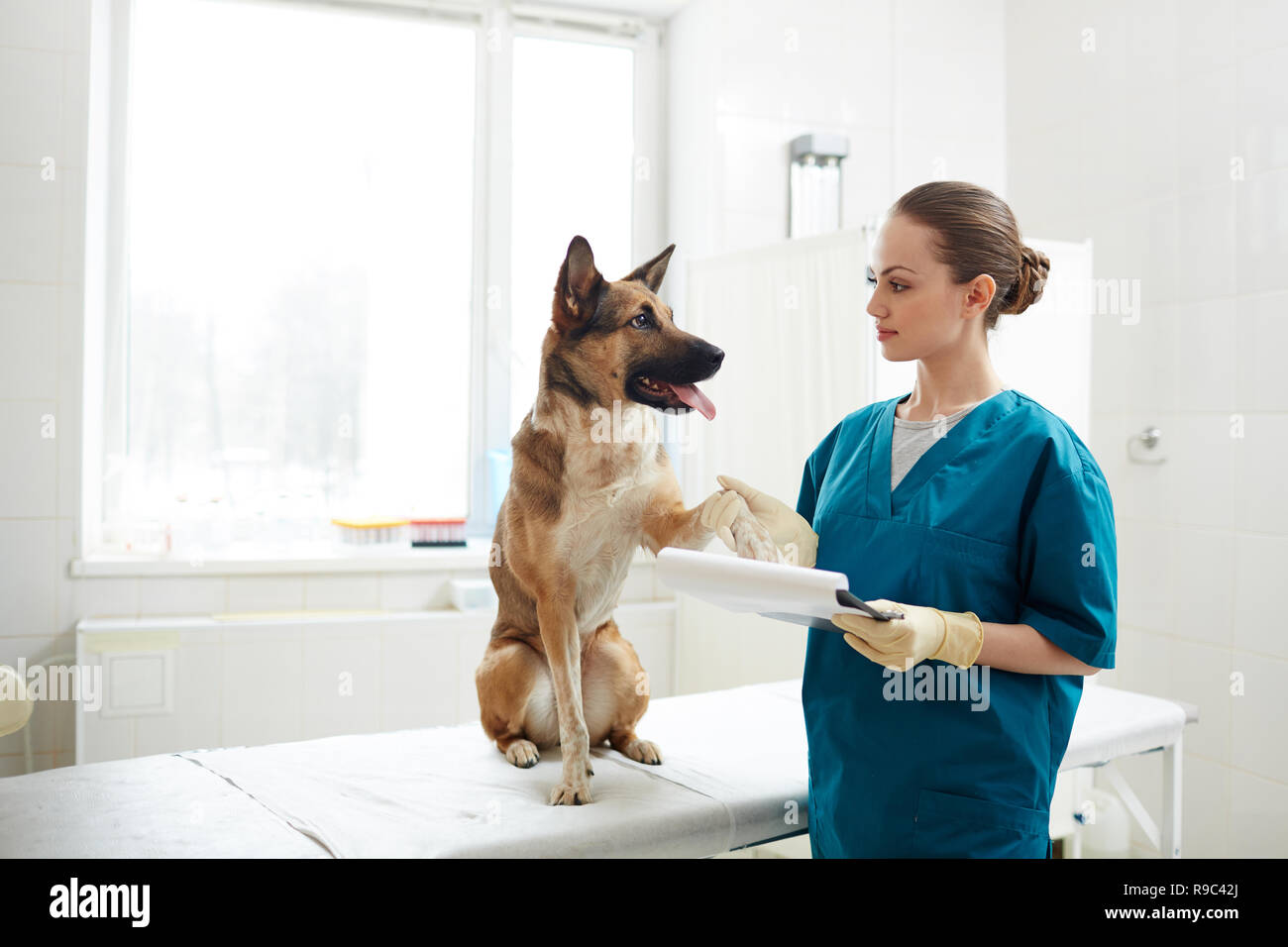 Vet and dog patient Stock Photo - Alamy