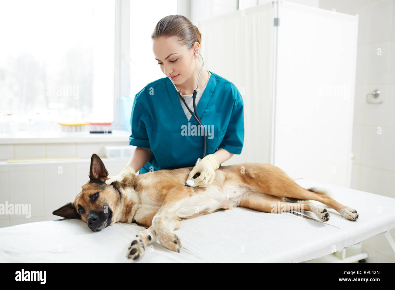 Healthcare of dog Stock Photo - Alamy