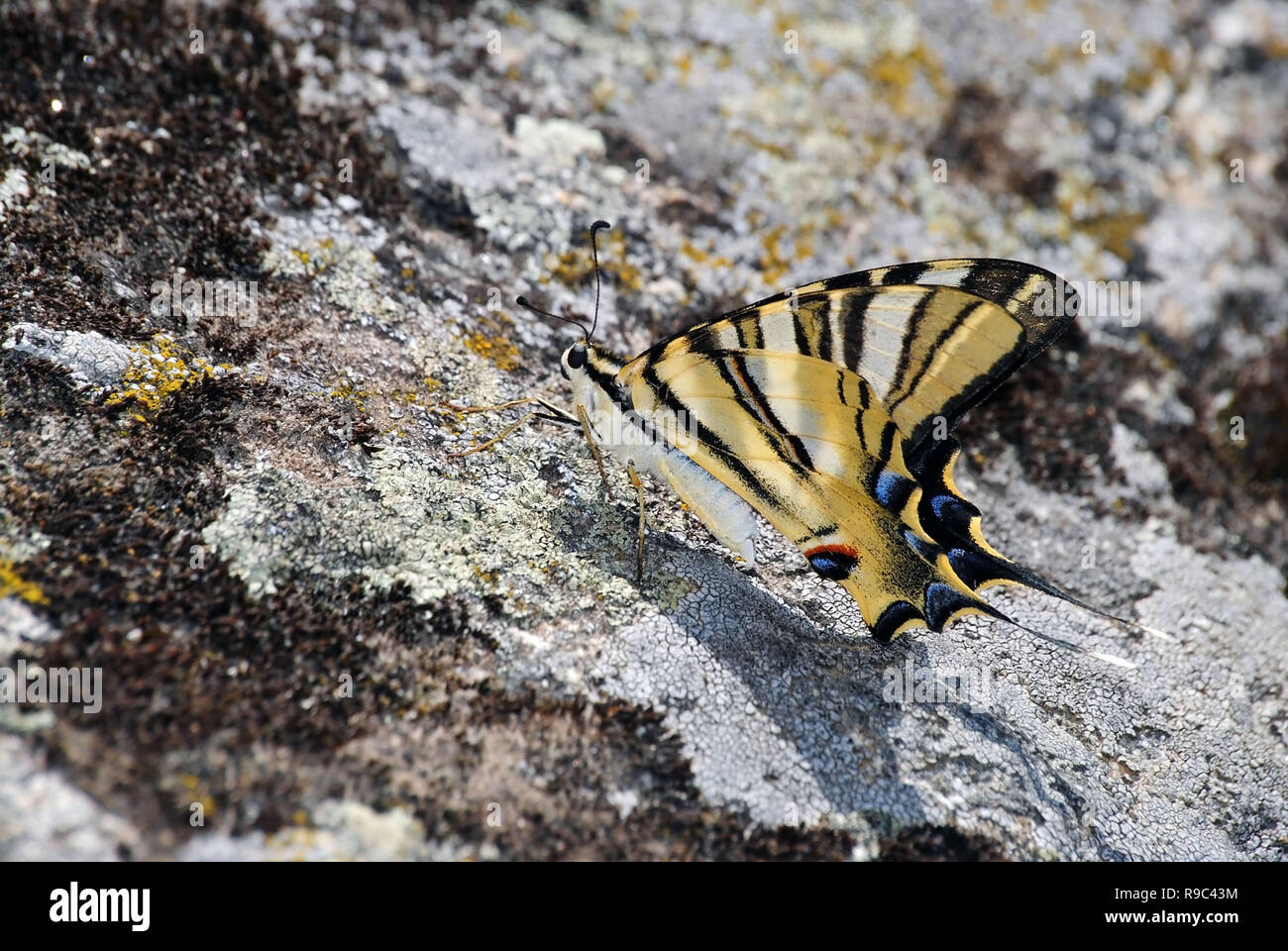 Yellow Tiger Swallowtail Butterfly High Resolution Stock Photography ...