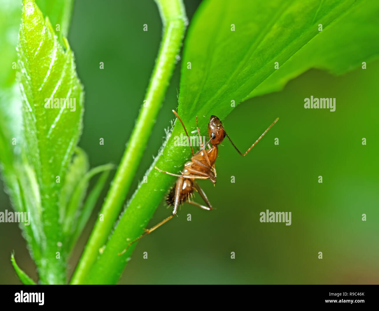 Macro Photography of Tiny Ant on Green Leaf Isolated on Nature ...