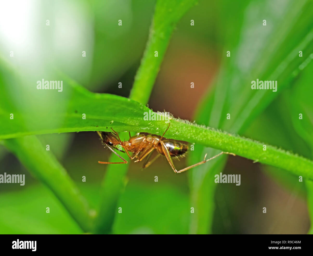 Macro Photography of Tiny Ant under Green Leaf Isolated on Nature ...