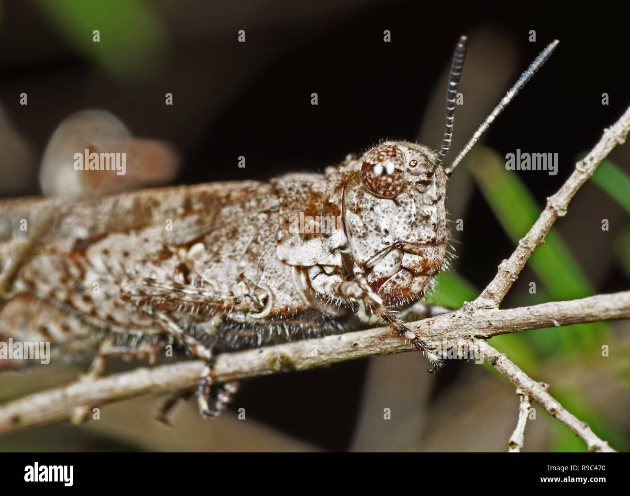 Macro Photography of Brown Grasshopper Camouflage on Twig Stock Photo ...