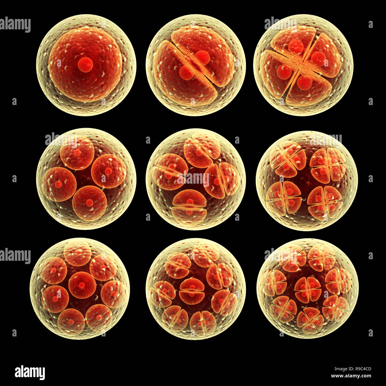 Process division of cell. Isolated on black background. 3d render Stock ...