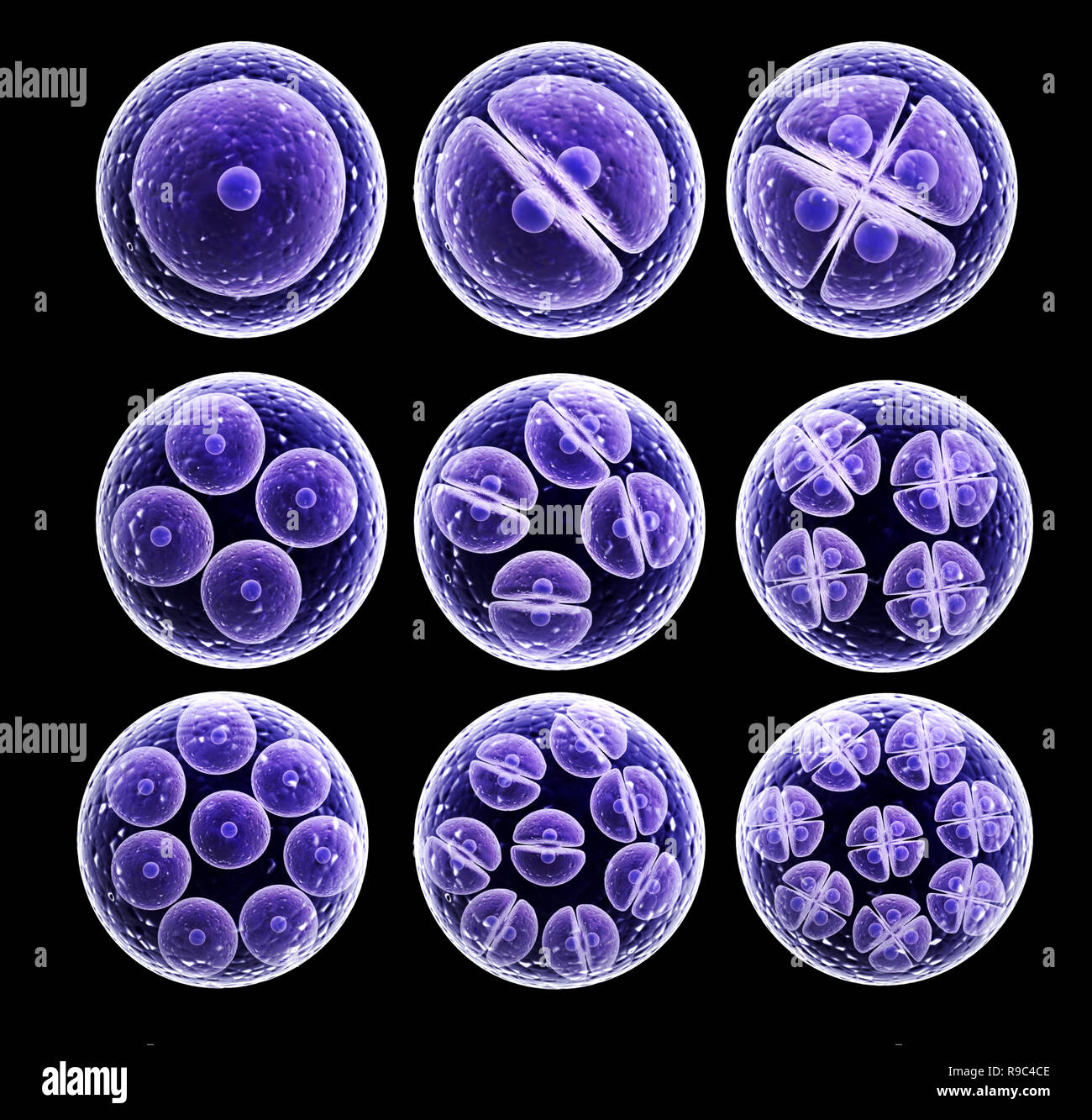 Process division of cell. Isolated on black background. 3d render Stock ...