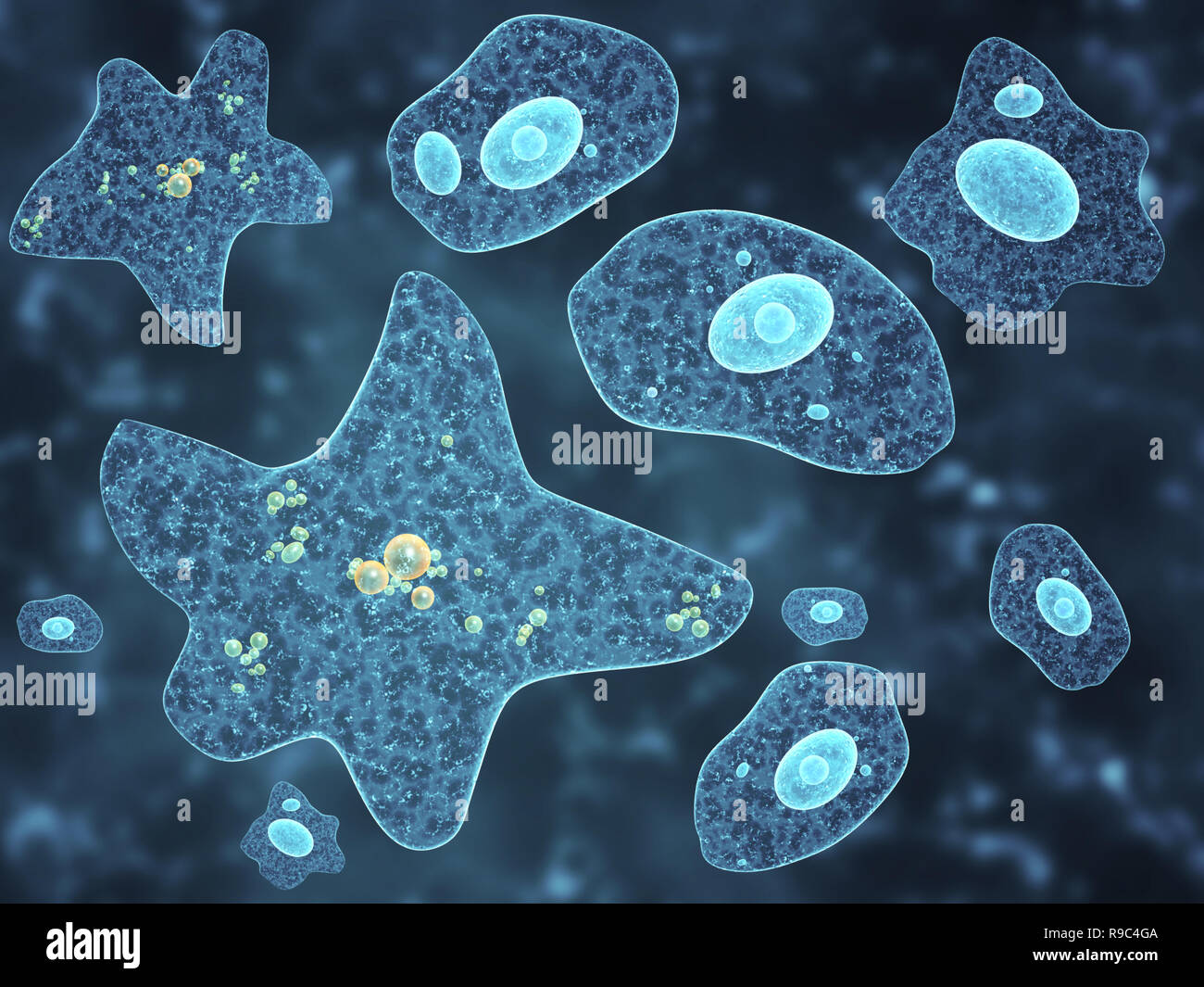 Different amoebas on abstract background. 3d render Stock Photo - Alamy