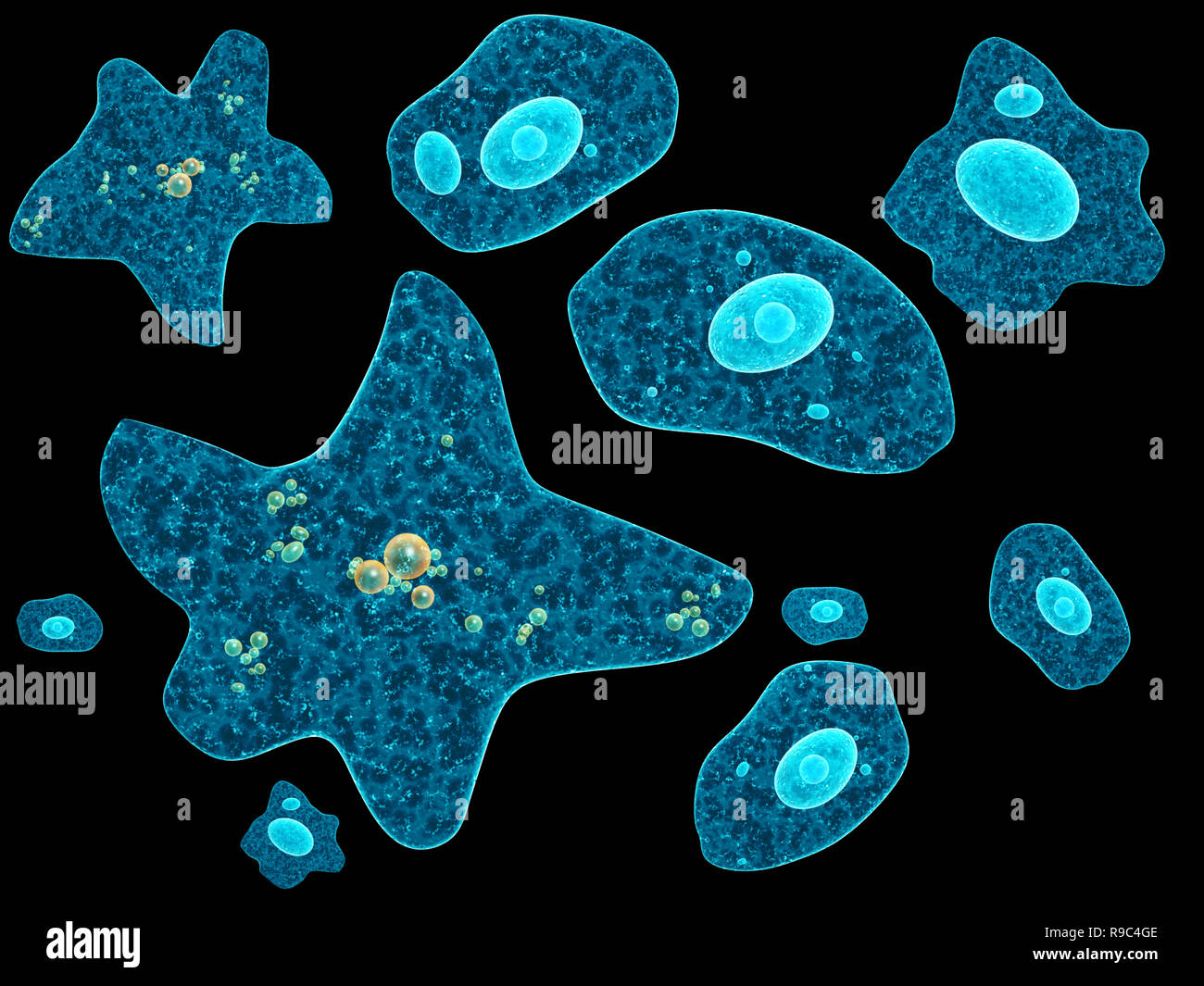 Amoebas hi-res stock photography and images - Alamy