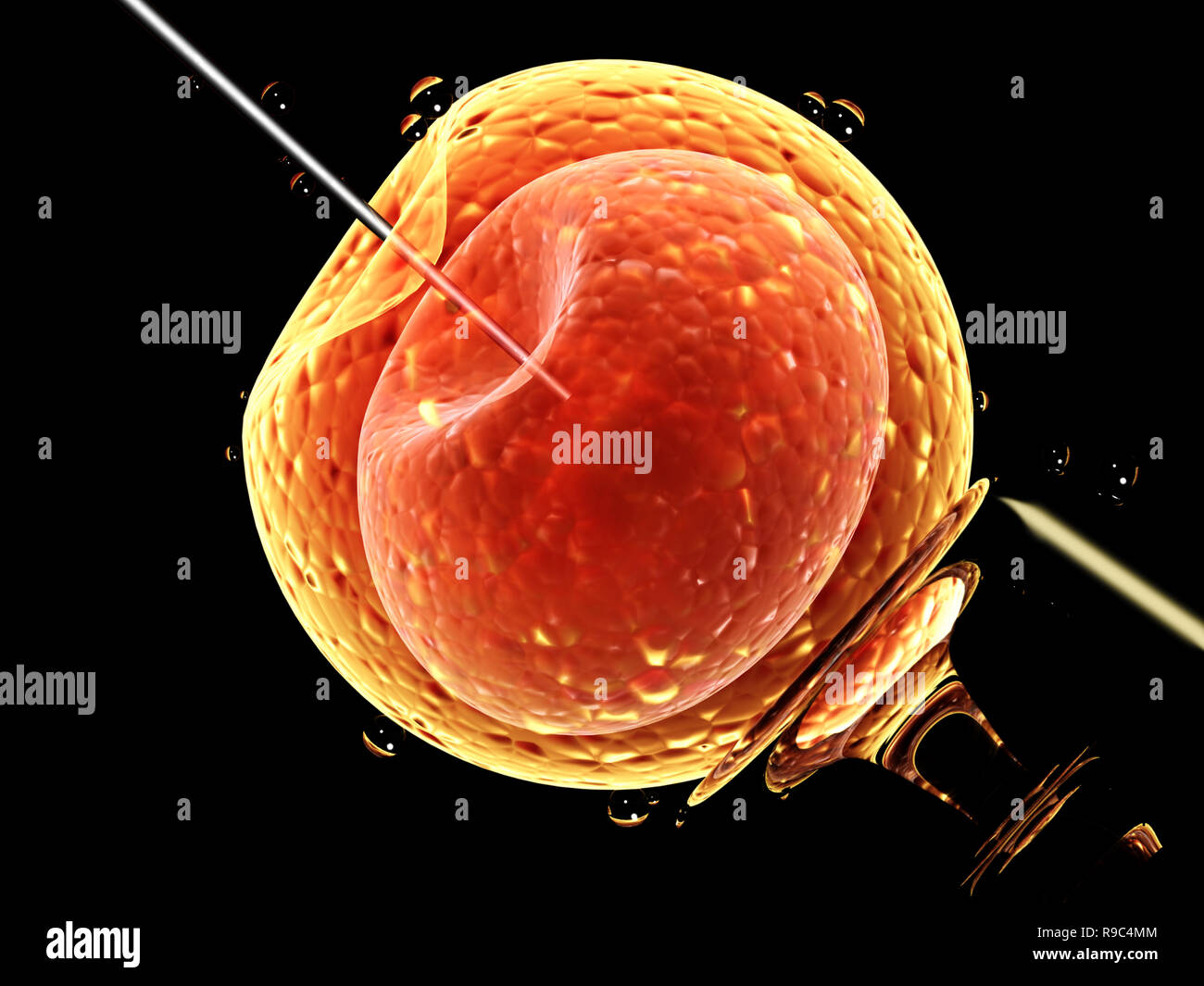 Cell injection - artificial insemination. Needle puncture the cell ...