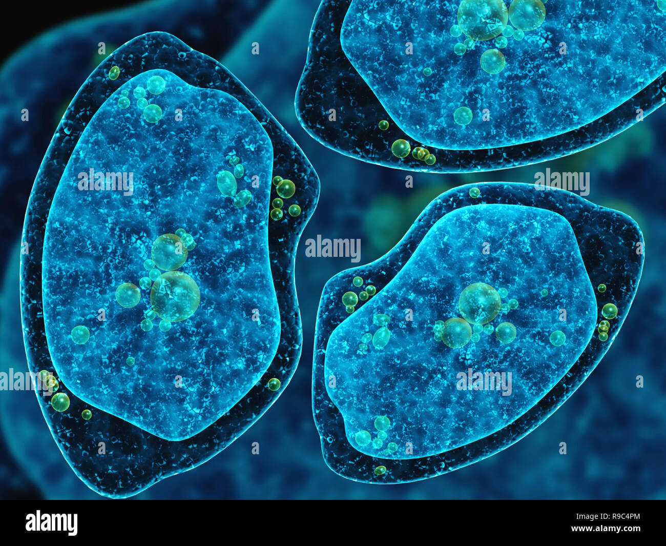 Ameba Stock Photos & Ameba Stock Images - Alamy