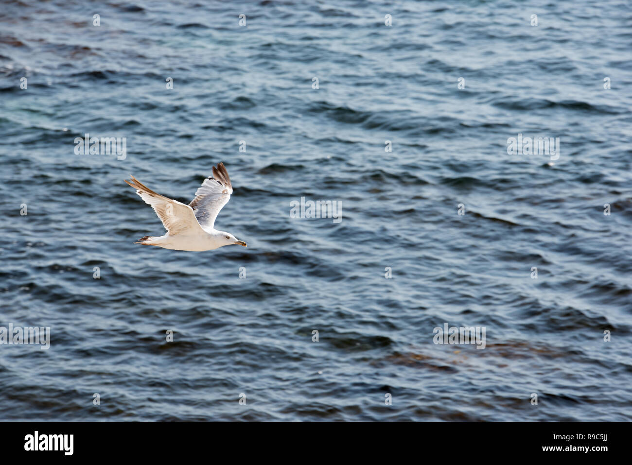 Beautiful seabird hi-res stock photography and images - Alamy