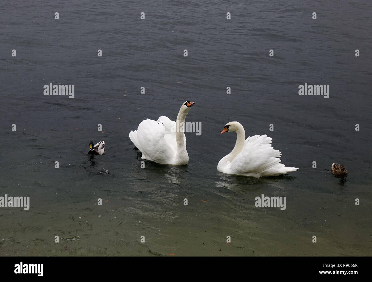 Beautiful swan swimming in crystal clear water of mountain Hallstatt ...