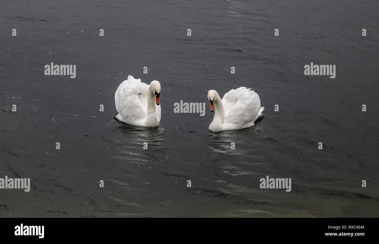 Beautiful swan swimming in crystal clear water of mountain Hallstatt ...