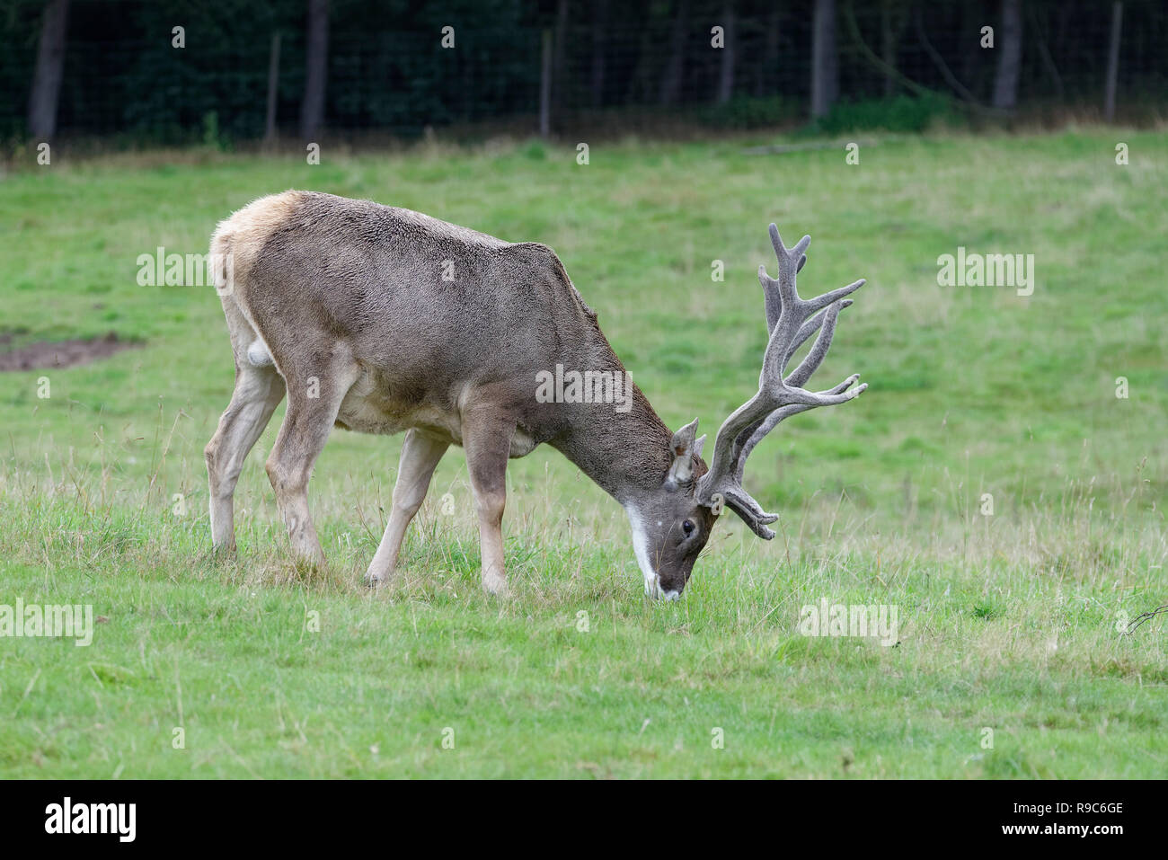 White-lipped or Thorold's Deer - Cervus albirostris from Eastern ...