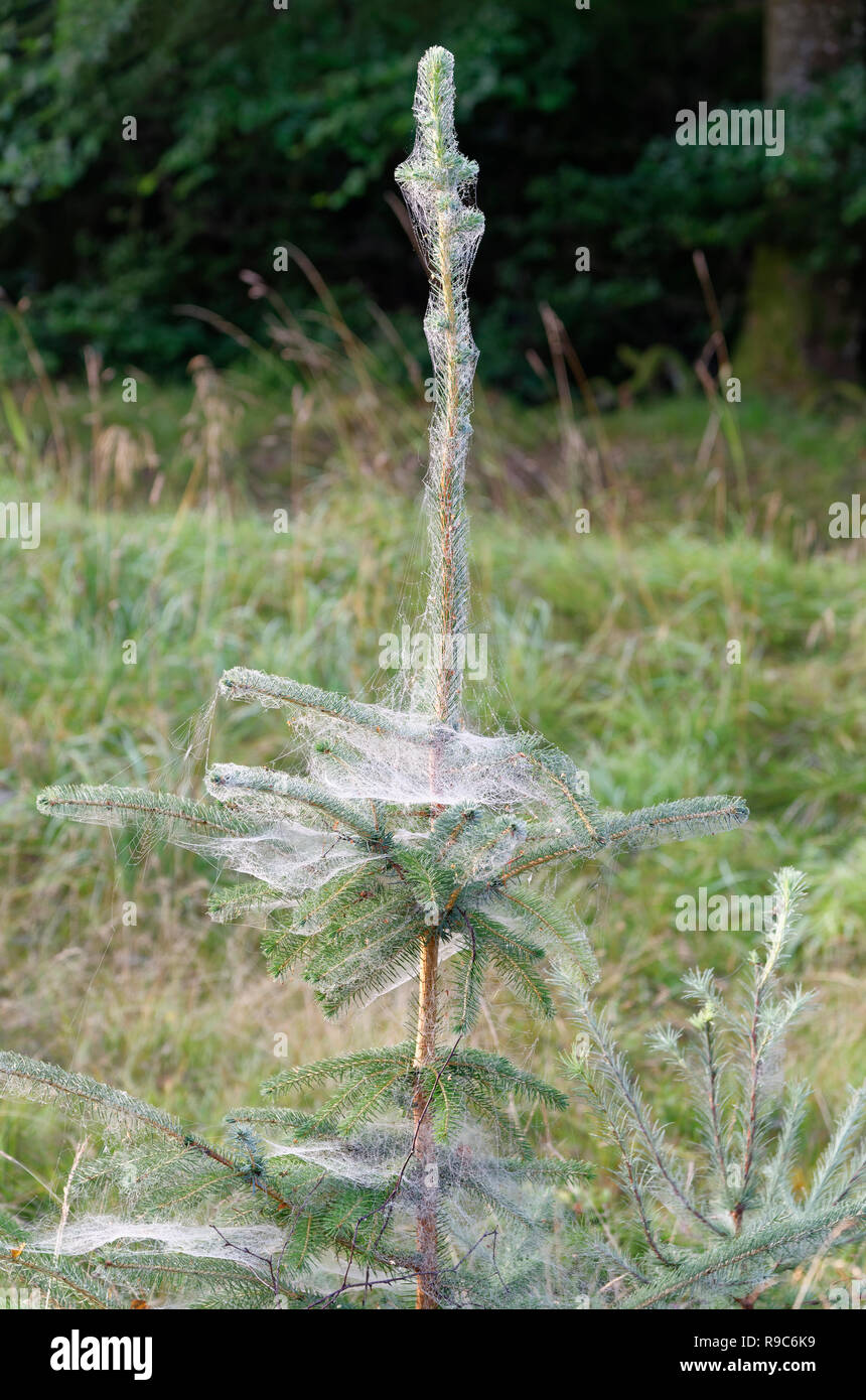 Tree spiders hi-res stock photography and images - Alamy