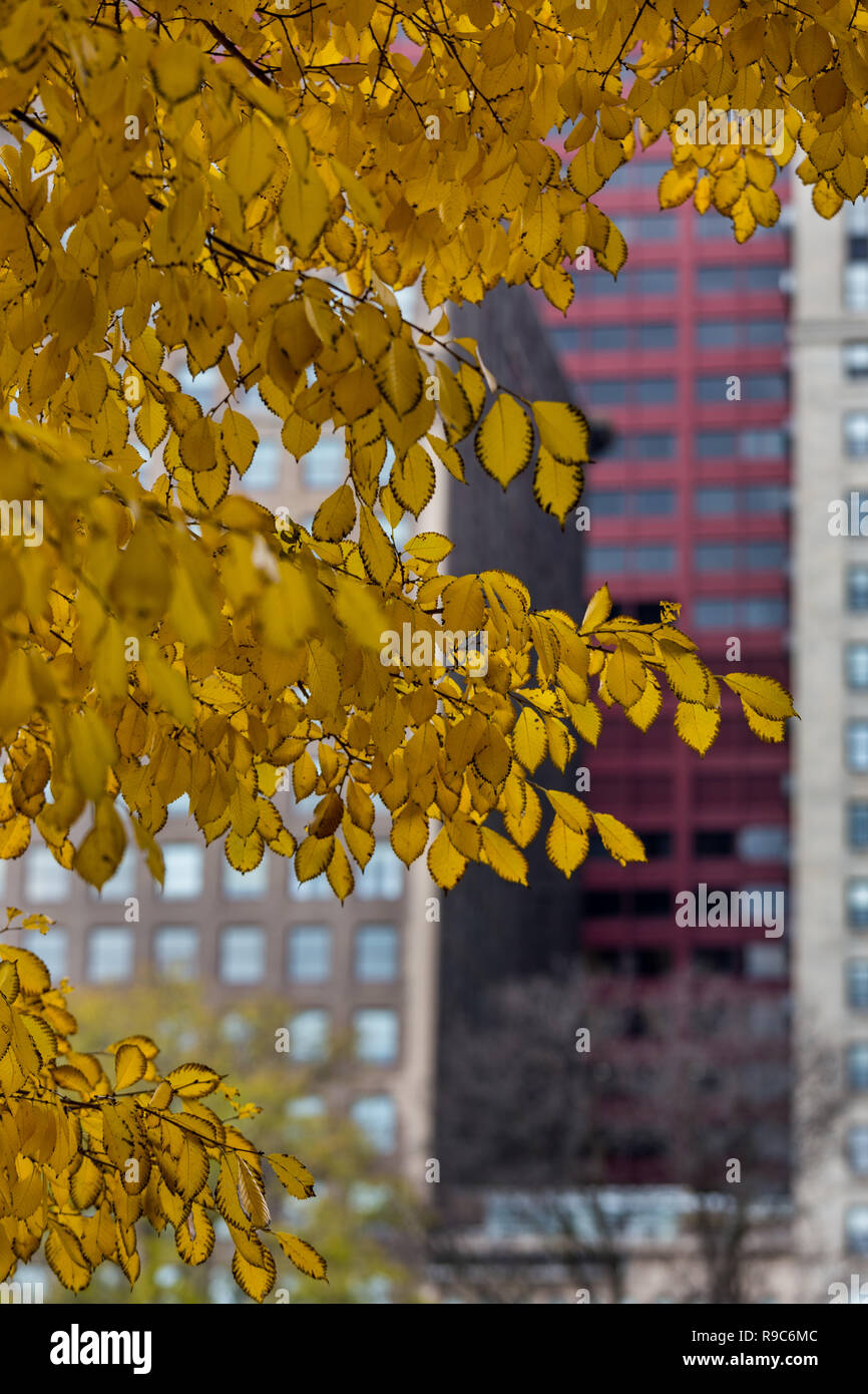 Autumn leaves in Chicago's Grant Park with Michigan Avenue buildings in ...