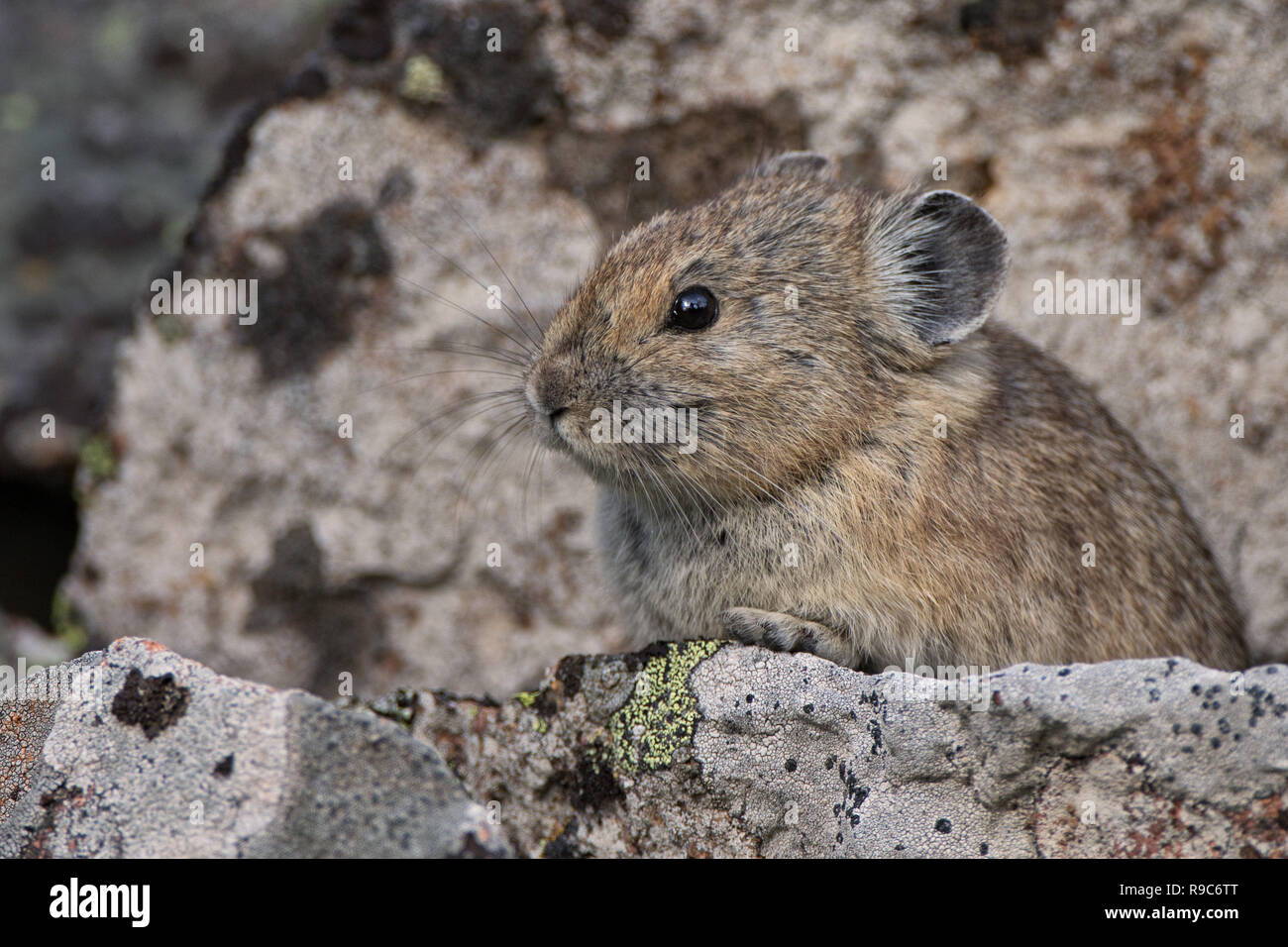 Pica mammal hi-res stock photography and images - Alamy