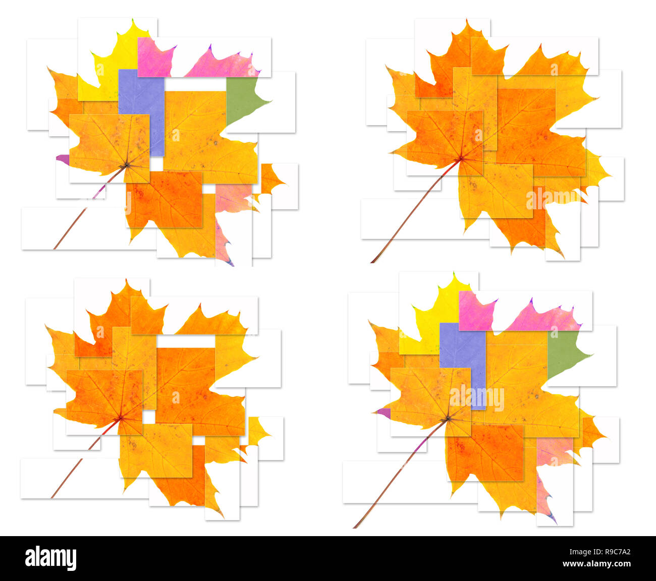 Puzzle - an autumn maple leaf Stock Photo - Alamy