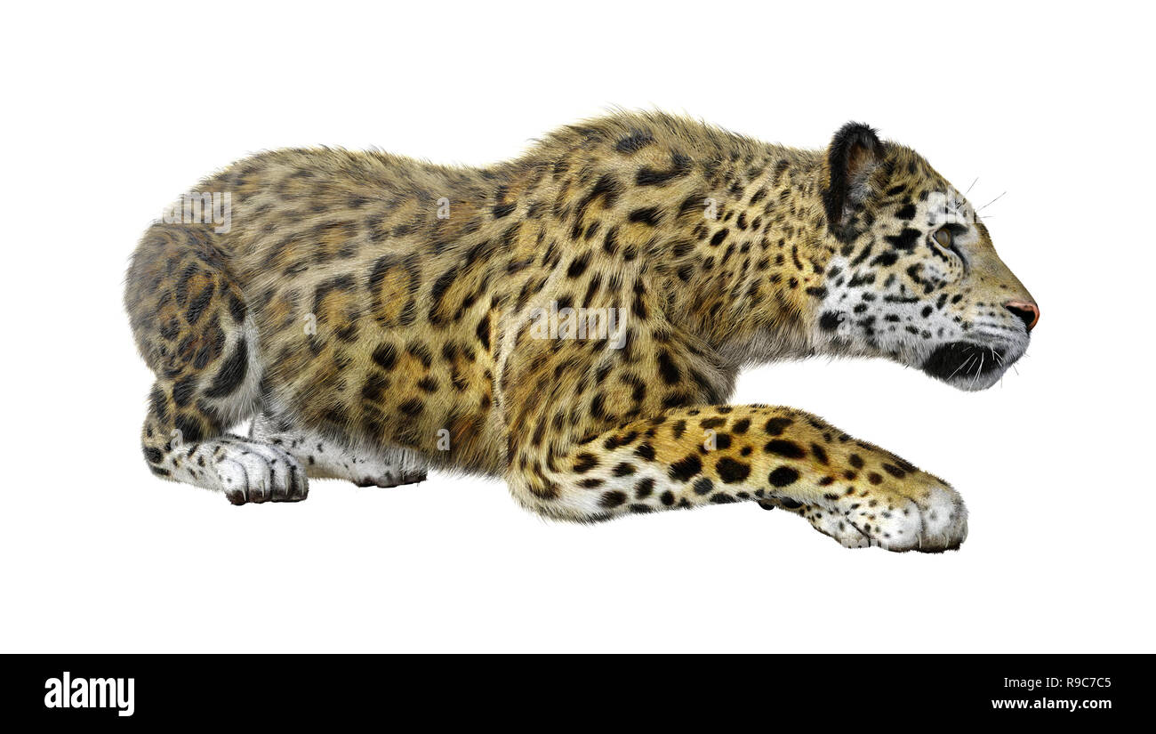 3D rendering of a big cat jaguar isolated on white background Stock ...
