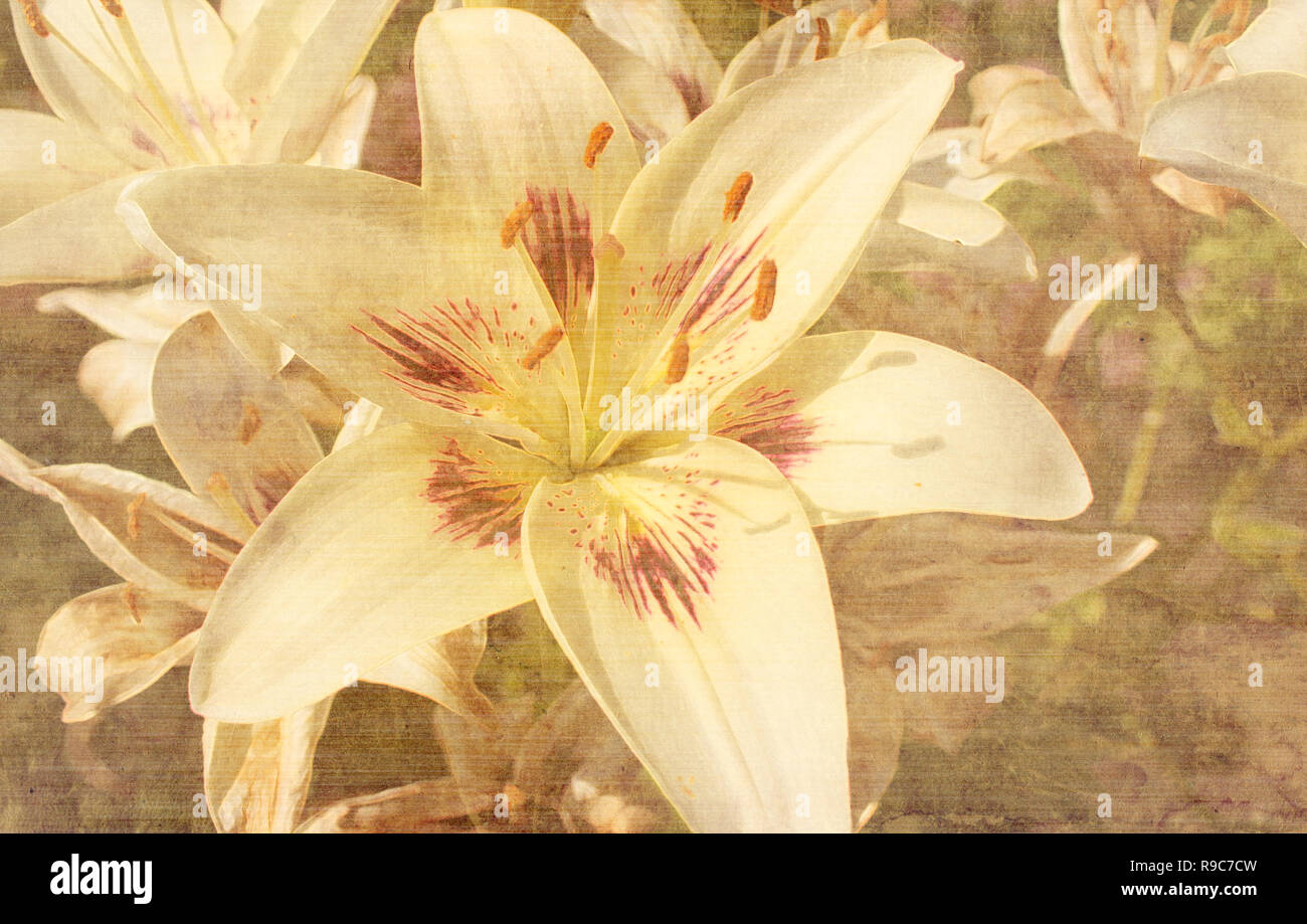 Lily - imitation painting Stock Photo - Alamy