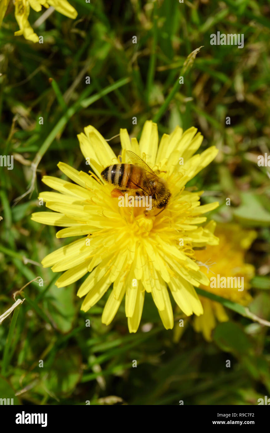 Dandelion Bloomed in Patagonia, Argentina Stock Photo - Alamy