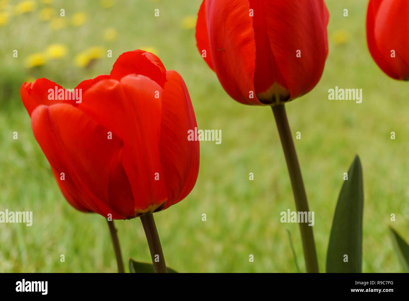 Bloomed tulips hi-res stock photography and images - Alamy Bloomed tulips hi-res stock photography and images - Alamy