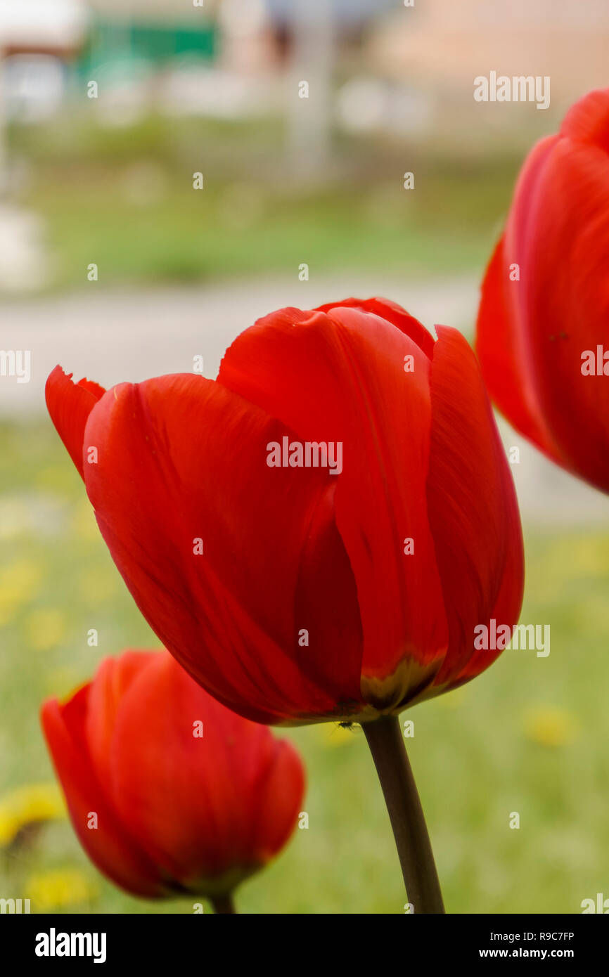 Bloomed tulips hi-res stock photography and images - Alamy Bloomed tulips hi-res stock photography and images - Alamy
