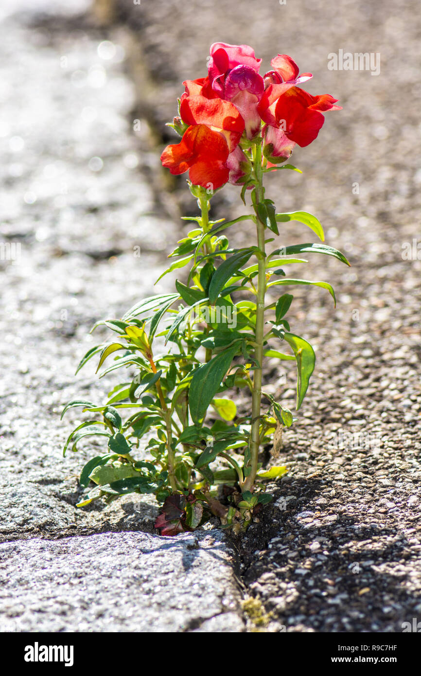 Red dragon flower hi-res stock photography and images - Alamy