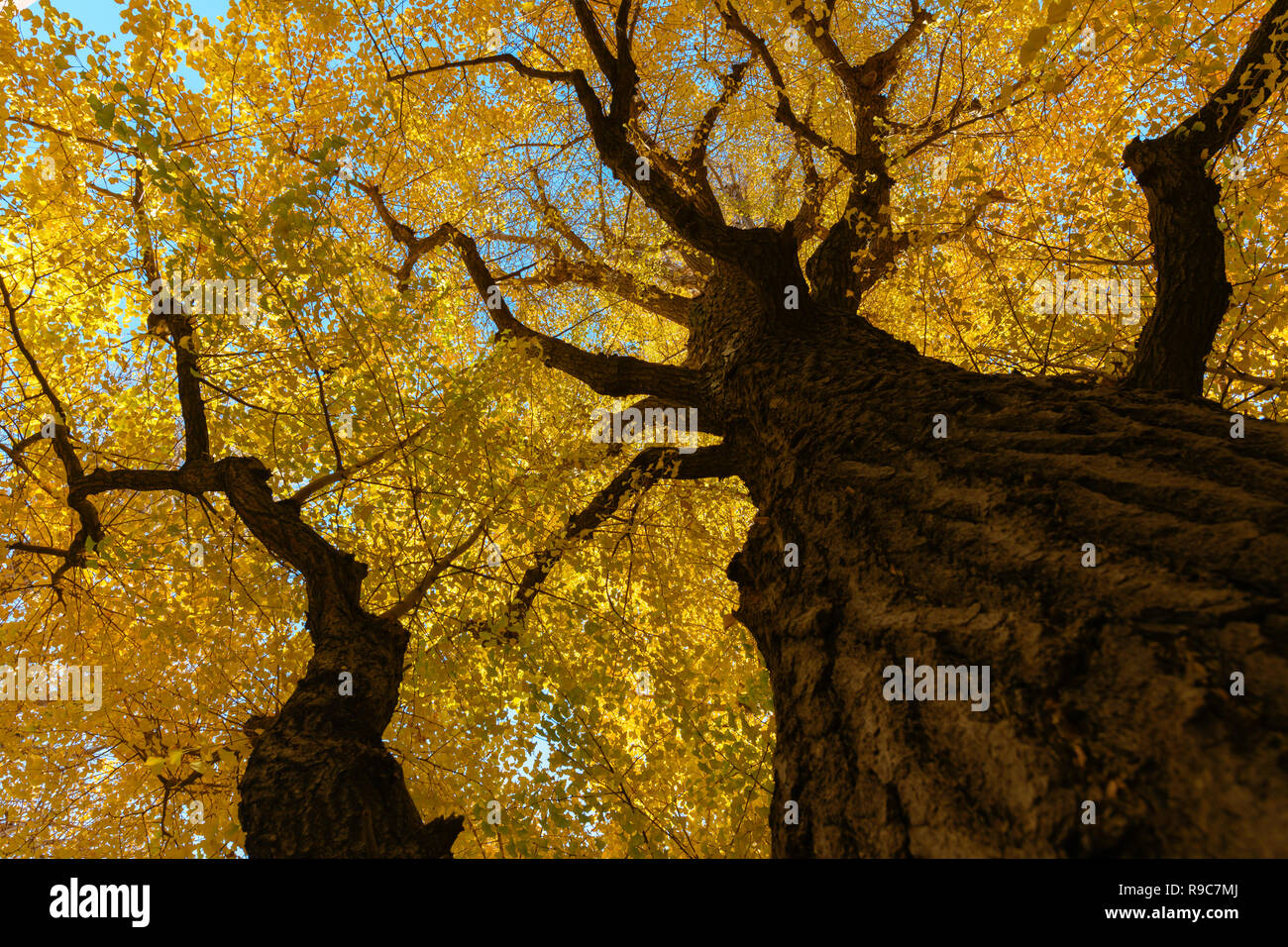 Big Ginkgo tree on blue sky, Yellow leaves on canopy. Autumn season ...