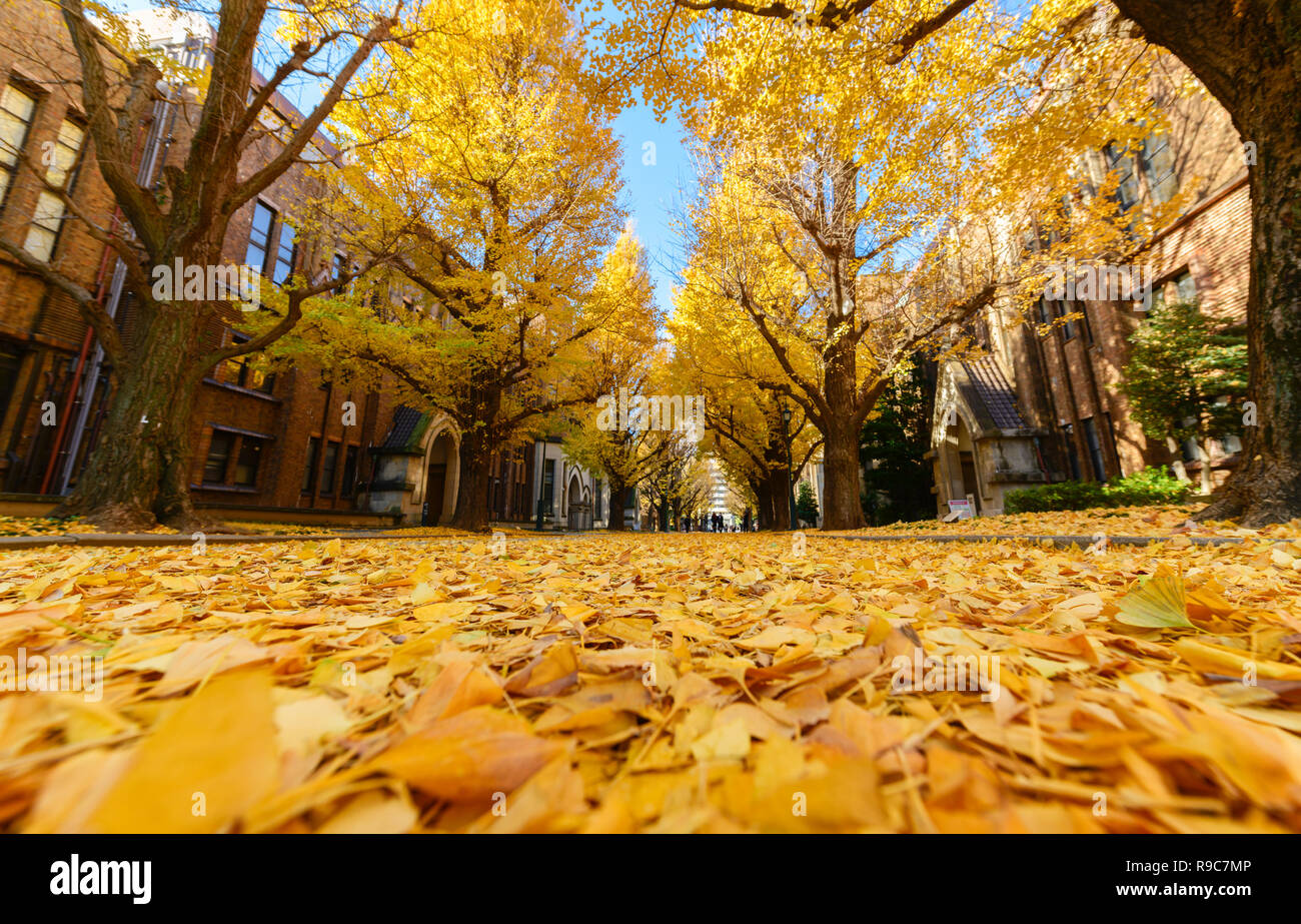 Japan tokyo university park ginkgo trees hi-res stock photography and images - Alamy