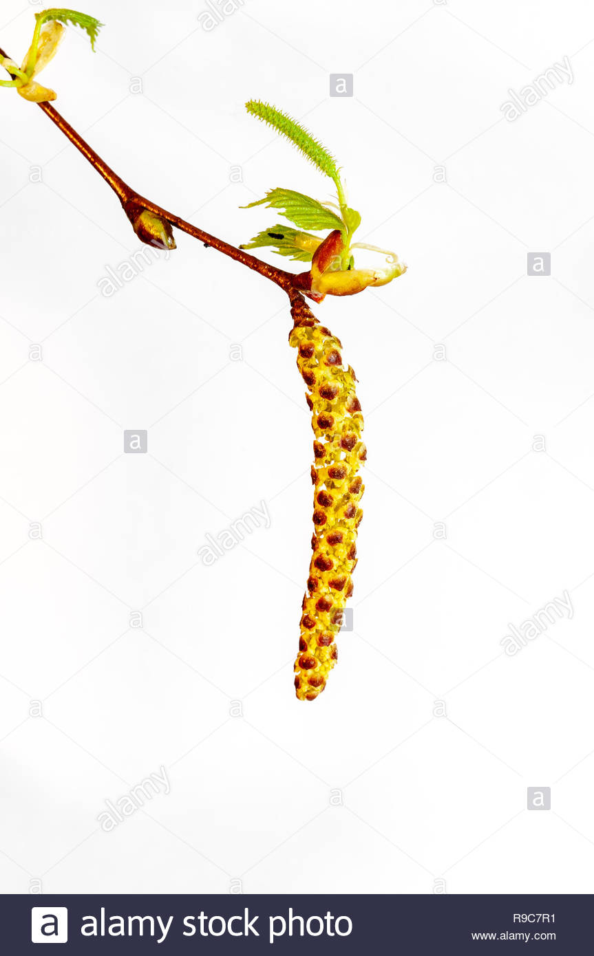 Junger Baum High Resolution Stock Photography and Images - Alamy
