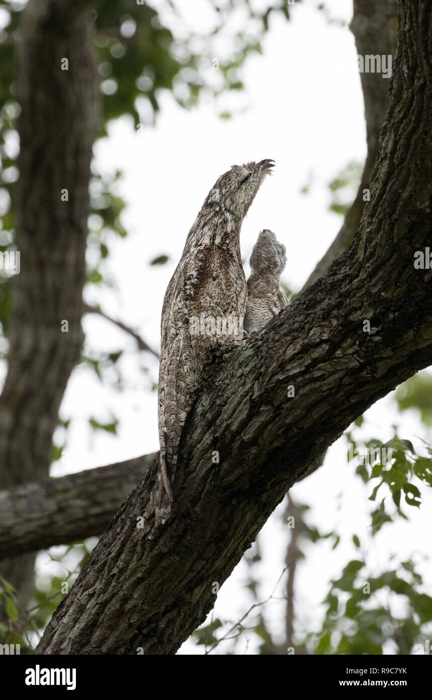 Potoo bird hi-res stock photography and images - Alamy