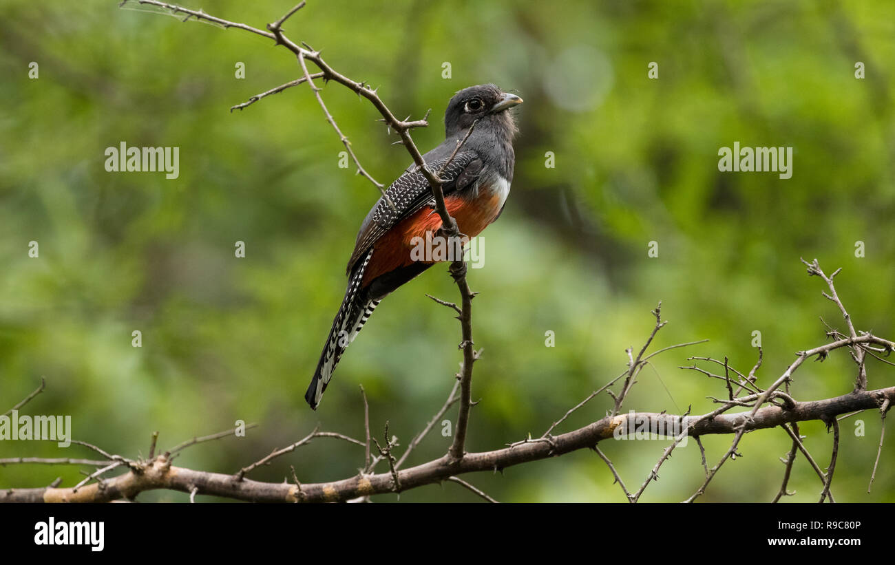 Blue crowned trogon trogon hi-res stock photography and images - Alamy