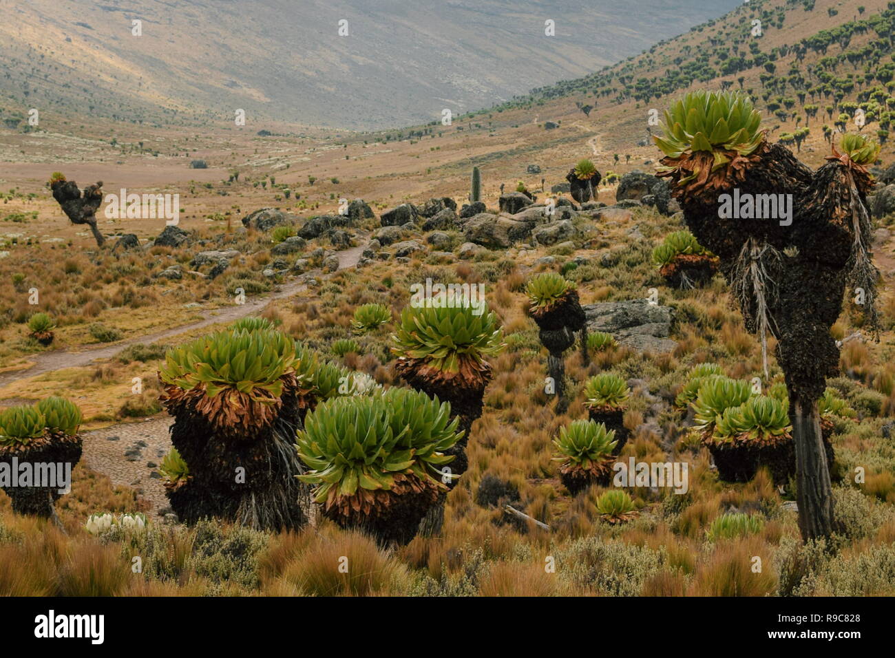 Giant groundsels at Mackinder's Valley, Mount Kenya Stock Photo - Alamy