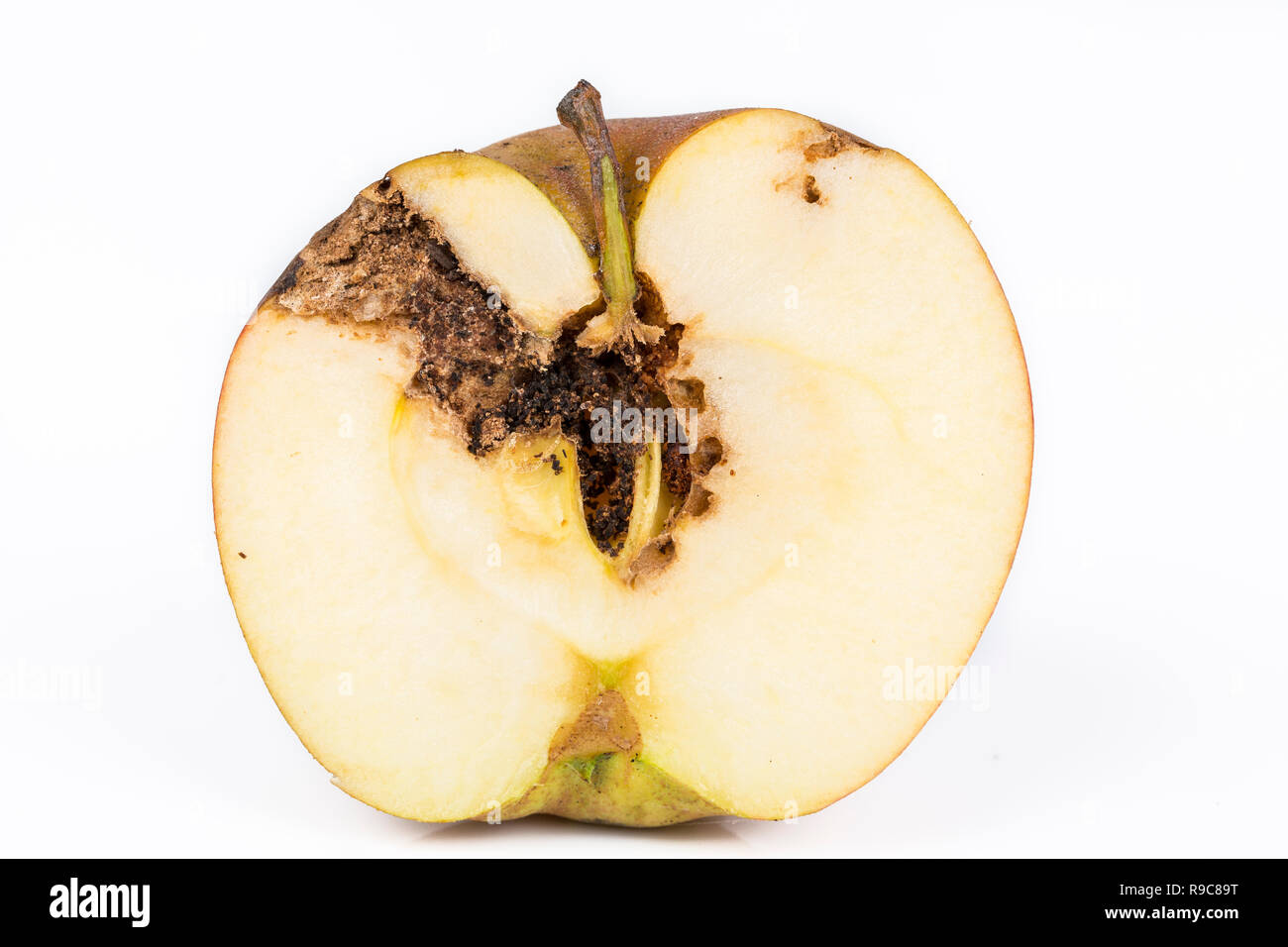 Close up Boring trace of a codling moth Cydia Pomonella, in a half ...