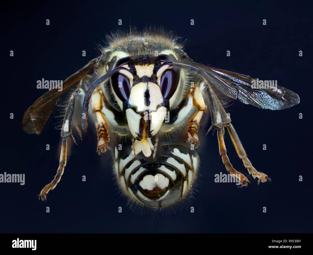 White jacket Wasp Poster Bald Faced Hornet Wall Art PRINTABLE JPG ...