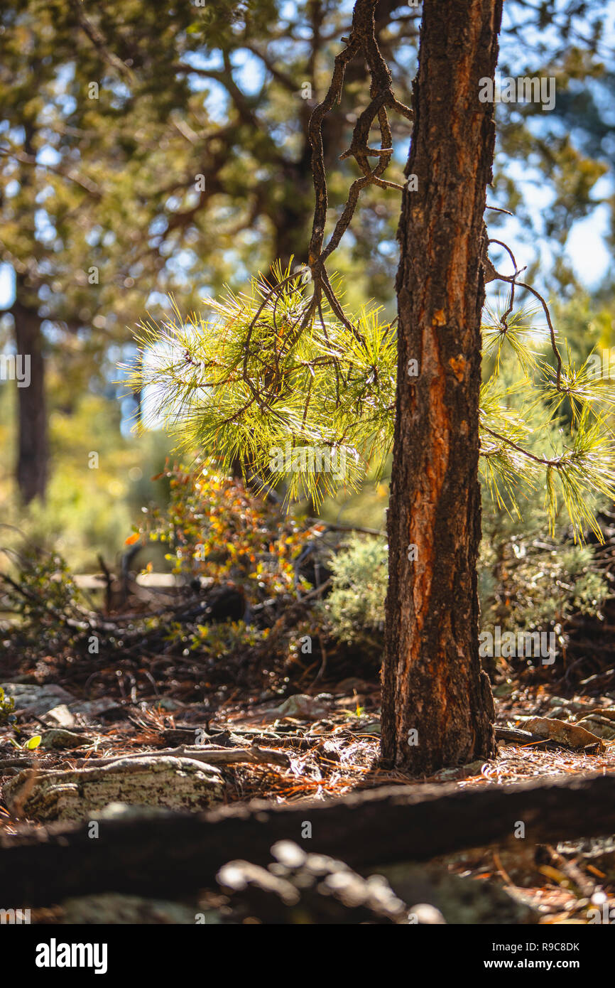 Forest floor during fall hi-res stock photography and images - Alamy