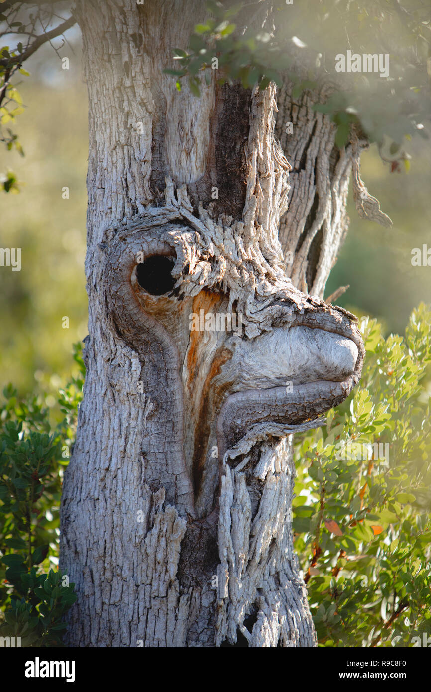 Animal face in a tree trunk Stock Photo - Alamy